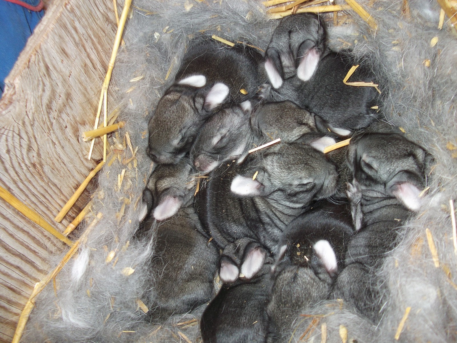 Fibre on the Hop-Cornerstone Fibres/Rocky Meadow Rabbits: Litters in ...