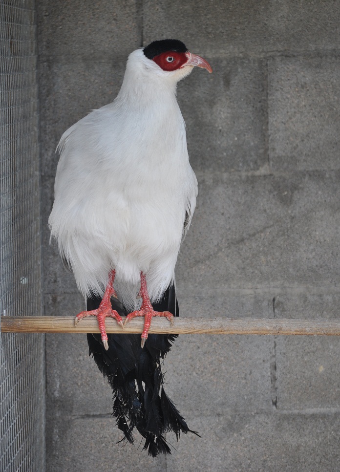 ZOOTOGRAFIANDO (6.100 ANIMALS): FAISÁN OREJUDO BLANCO / WHITE-EARED ...