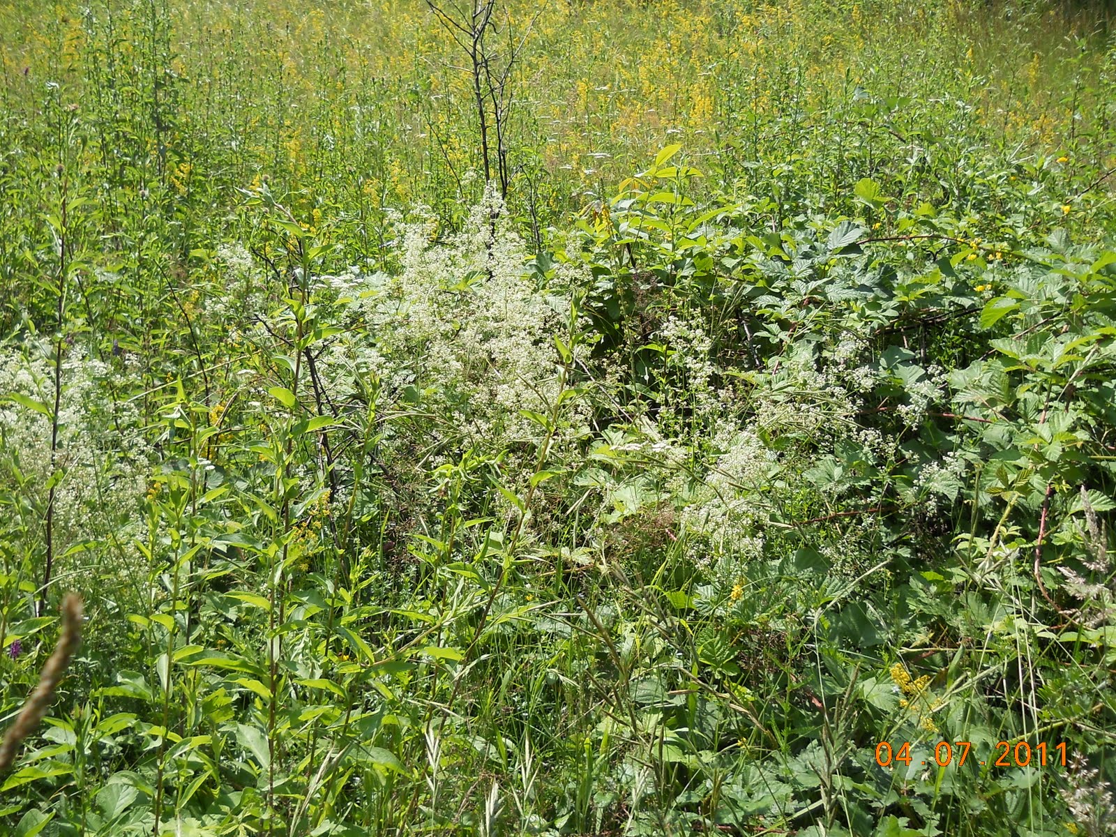 blogu lui florica: Pajisti inflorite