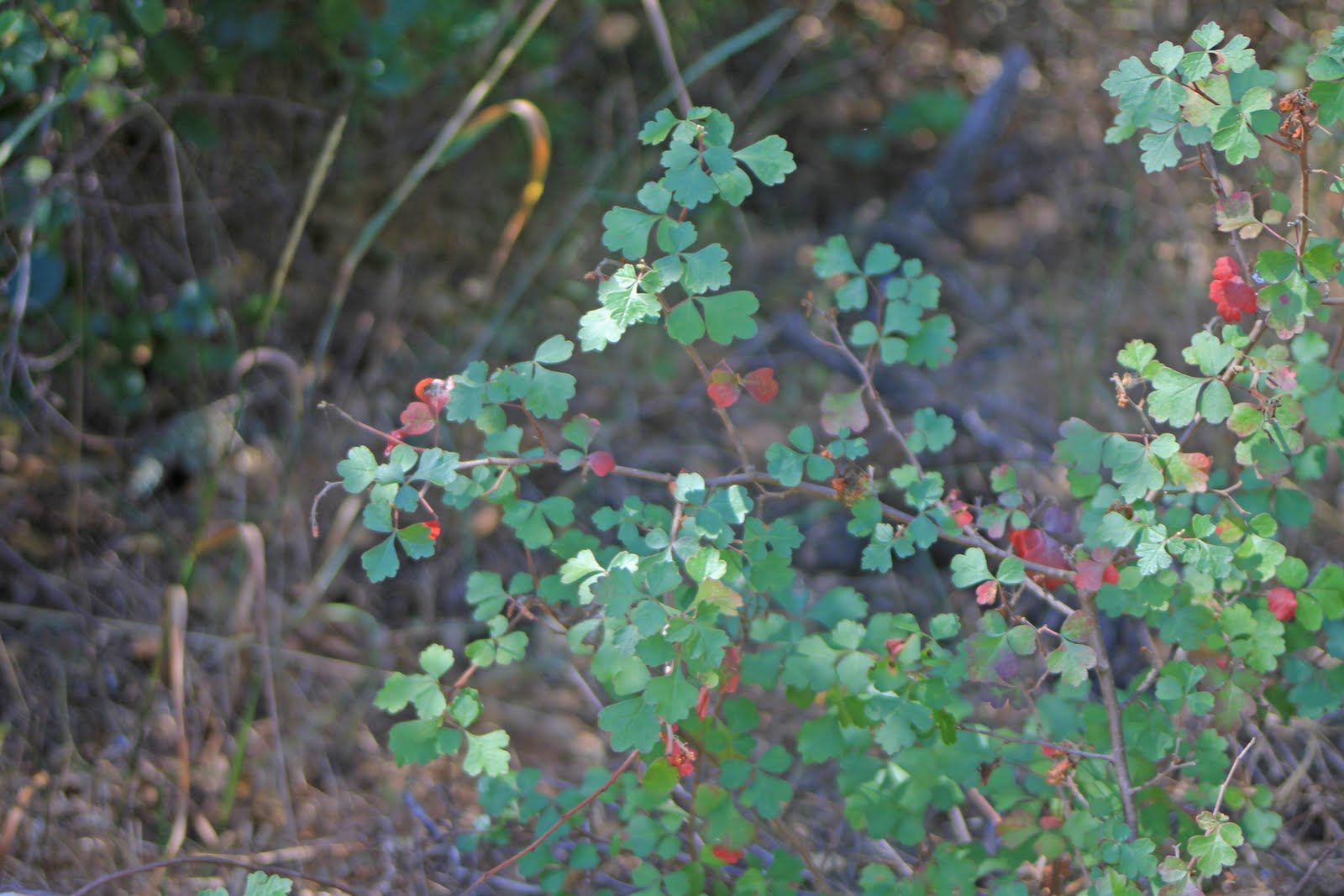 Camissonia's Corner: Treks on the Santa Rosa Plateau: Canchalaguas ...