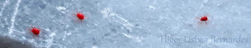 Insetologia - Identificação de insetos: Ácaros Fitófagos em Portugal