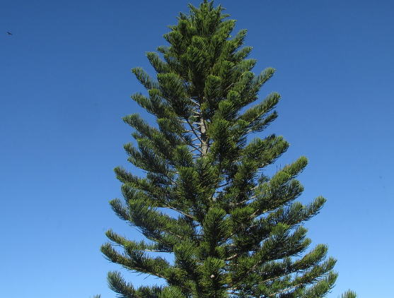 Propiedades del pino | Plantas