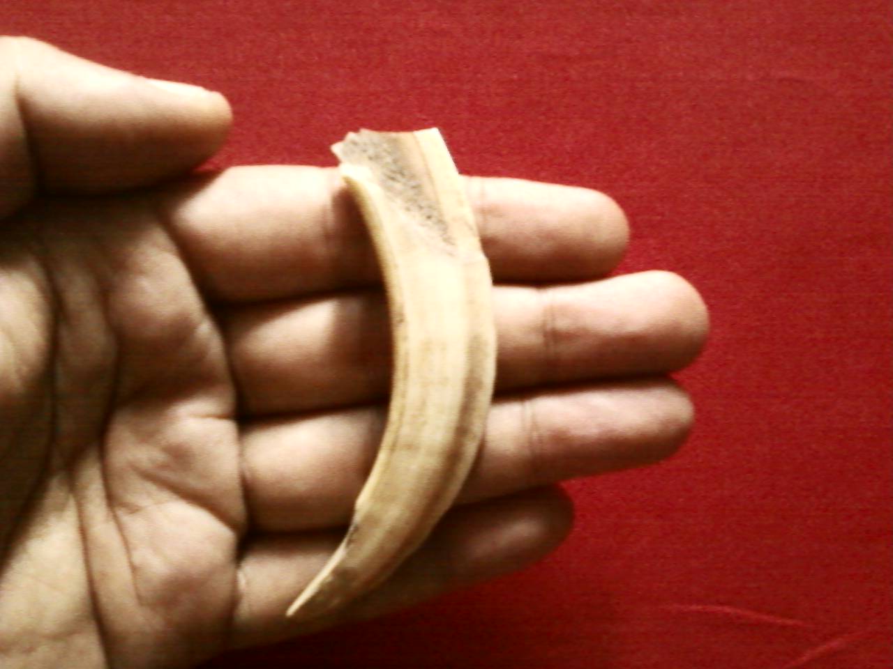 Benda Bertuah Indonesia: TARING BABI