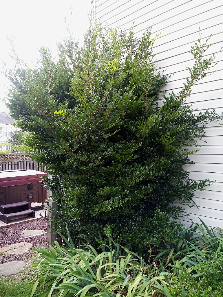 Future Plants by Randy Stewart: Isu Tree