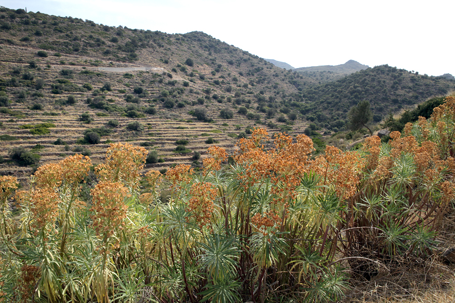 del MEDITERRÁNEO: GREECE. ELLADA. FROM ATHENS TO AEGINA ISLAND ...
