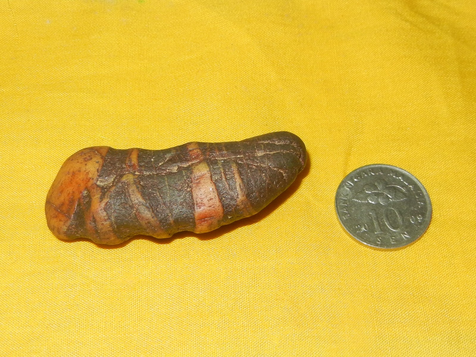 GELIGA KINABALU: GELIGA TABUAN TANAH