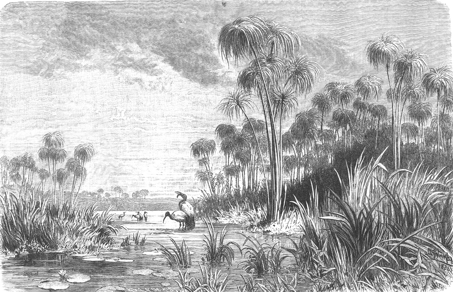 Botany Professor: The Invention and Reinvention of Trees