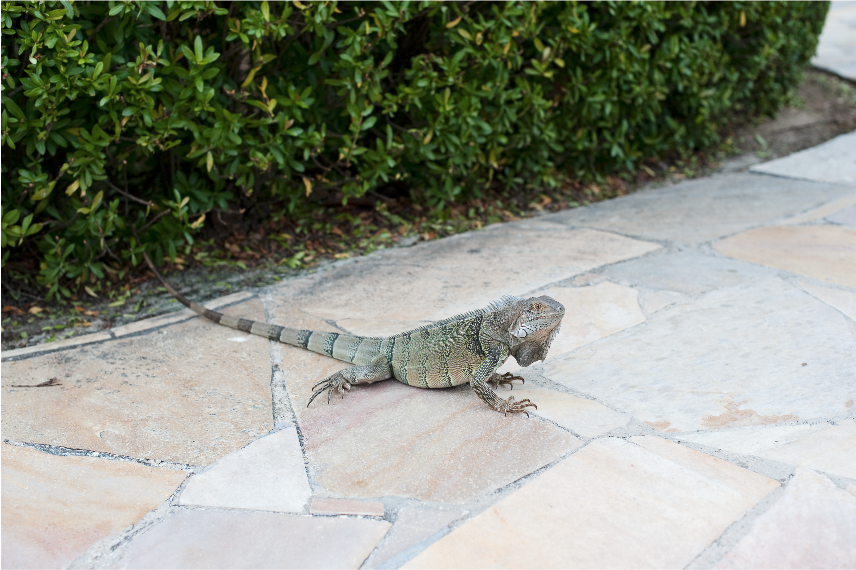 {kensington blue} mostly photography and a little bit of everything ...