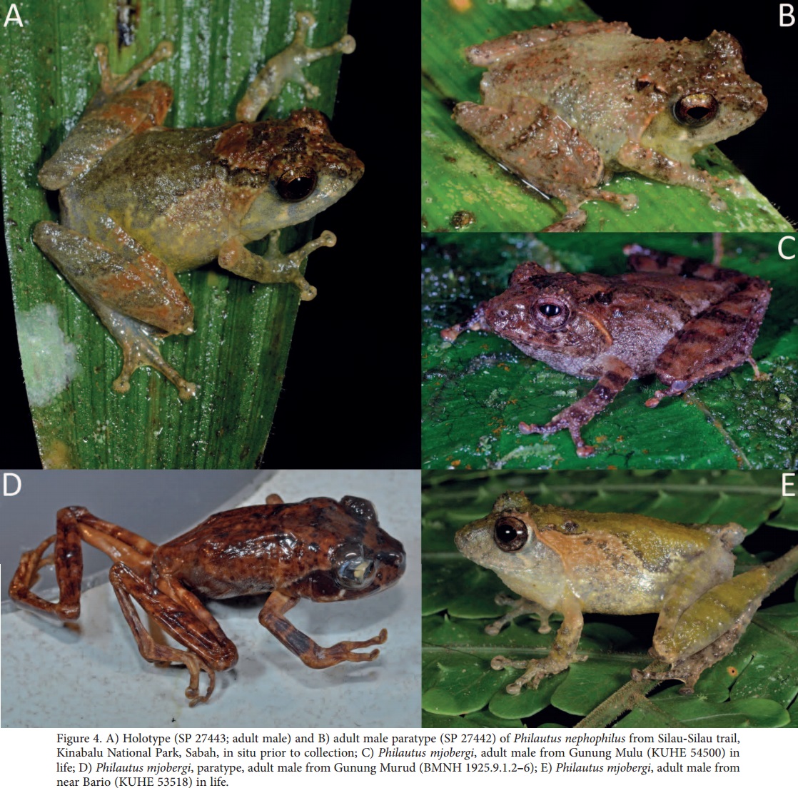 Species New to Science: [Herpetology • 2016] Philautus nephophilus • A ...