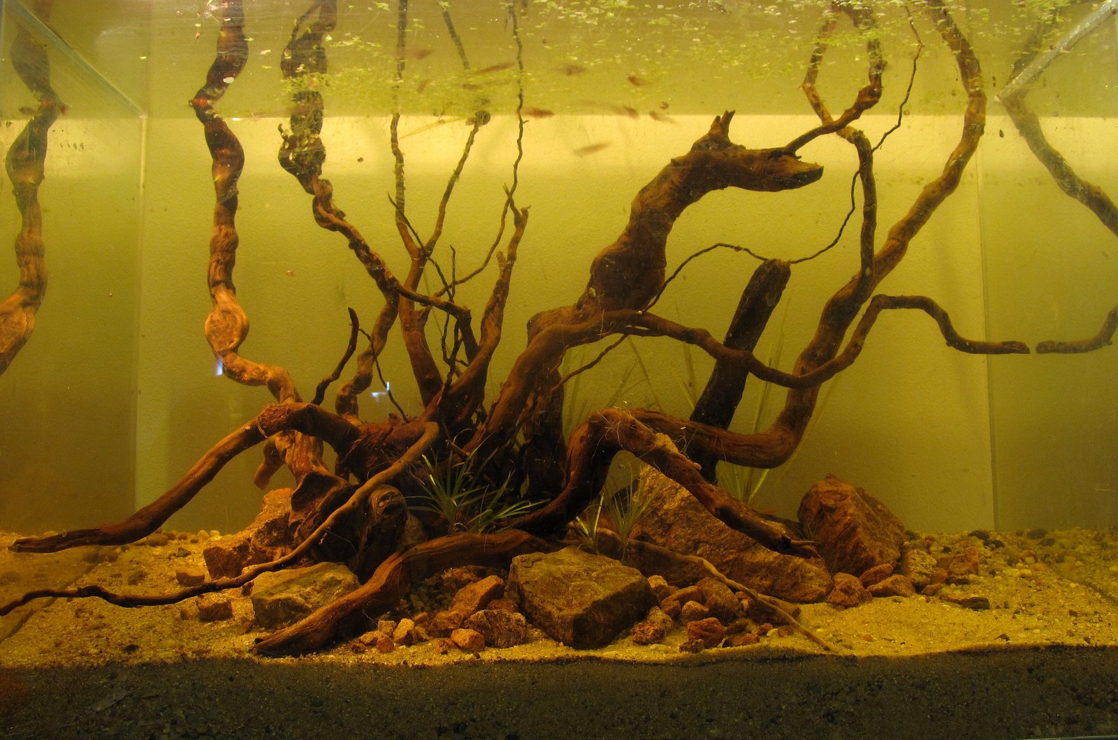 Borko's hobbies: Mizube biotope / aquascape