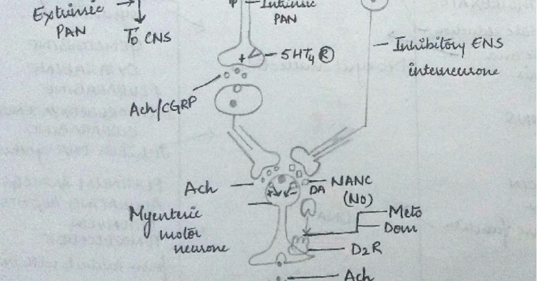 Pharmacology of Drugs: Mosapride