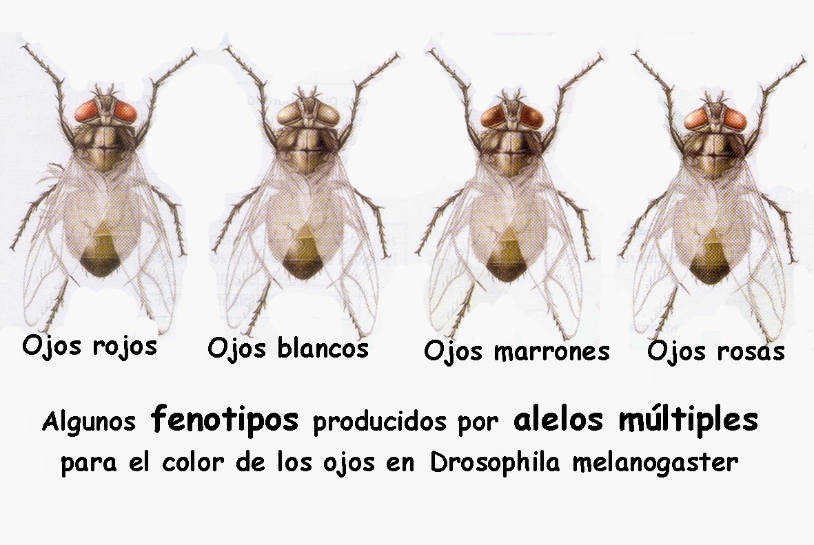 PROCESOS CELULARES: UNIDAD lll GENÉTICA, EVOLUCIÓN Y BIODIVERSIDAD