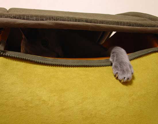 Cat Chit Chat: Are cats left pawed?