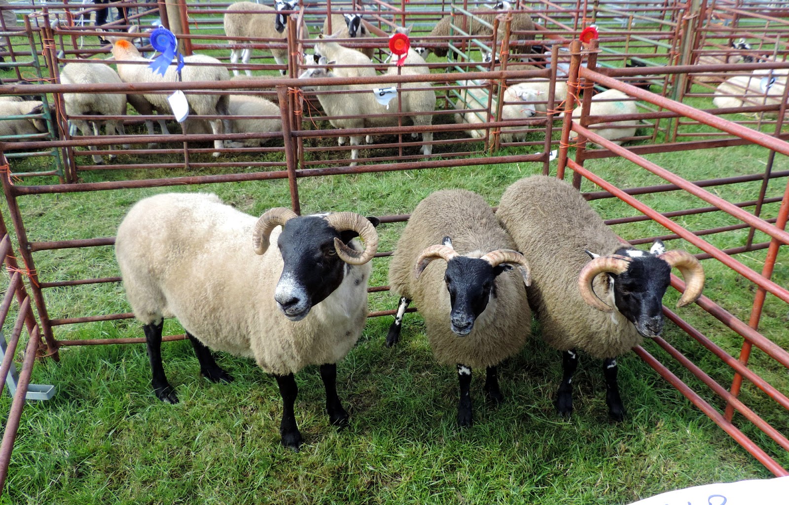 The Glebe Blog: Pictures from the Wigtown Show 2014