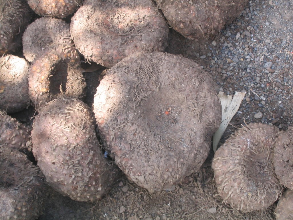 F L O R A: Suweg atau Amorphophallus