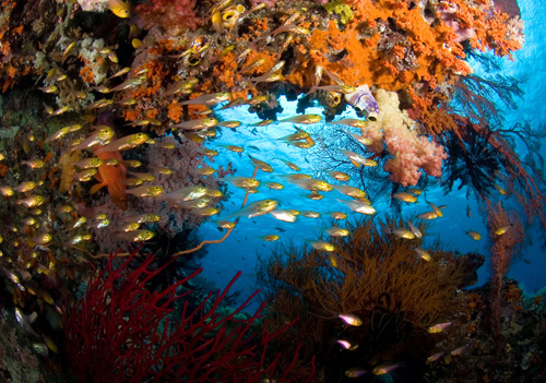 The Coral Reefs of Southeast Asia: The Coral Triangle