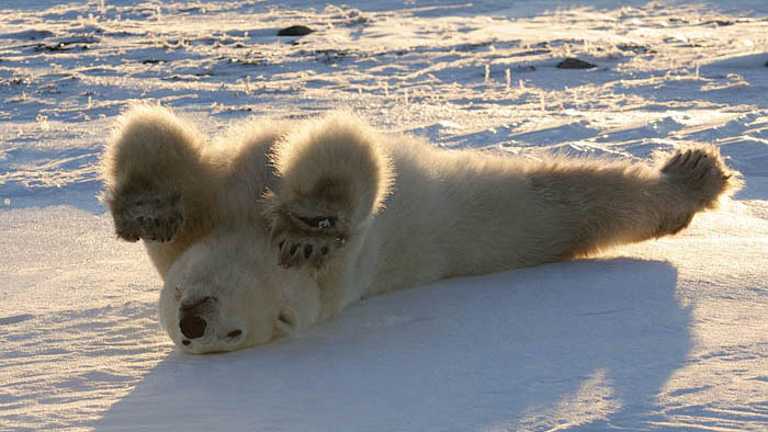 Le Saviez-Vous ?: Qu’est ce que la pandiculation