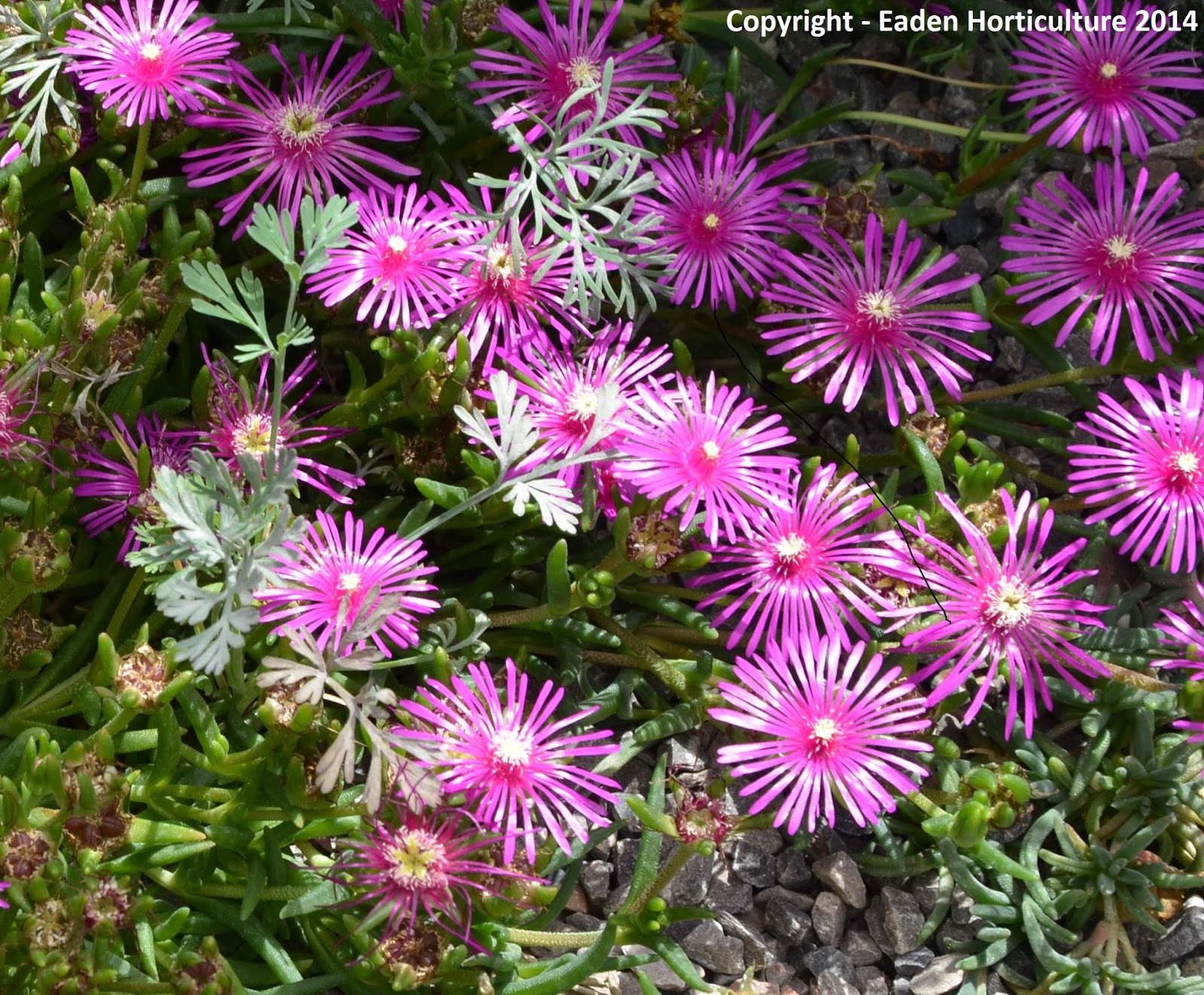 HOW TO GROW DELOSPERMA COOPERI |The Garden of Eaden
