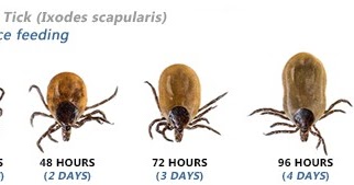 Pot Bellied Pigs Blog: Ticks on Pigs