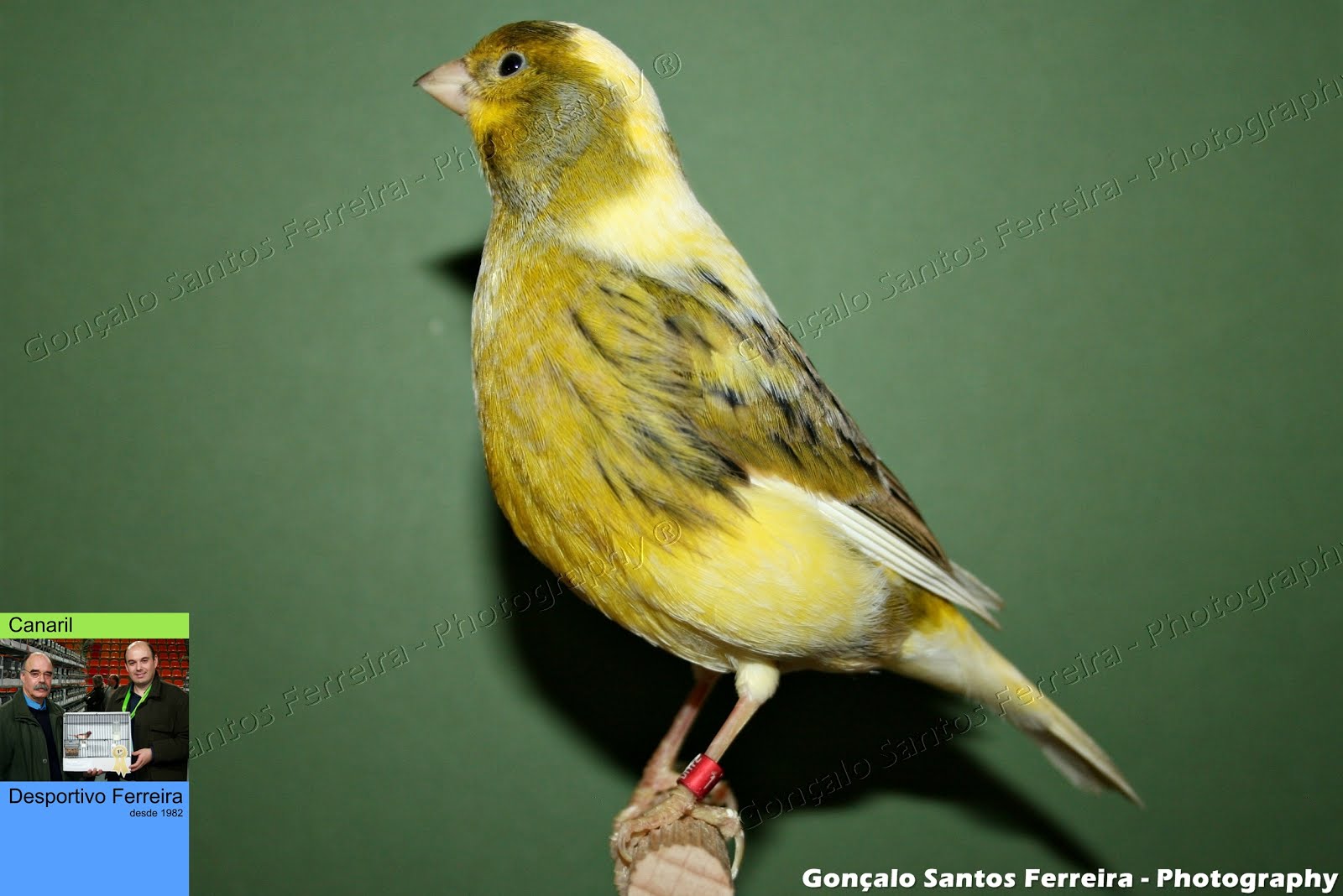 Mundo dos Canários: Fife Fancy