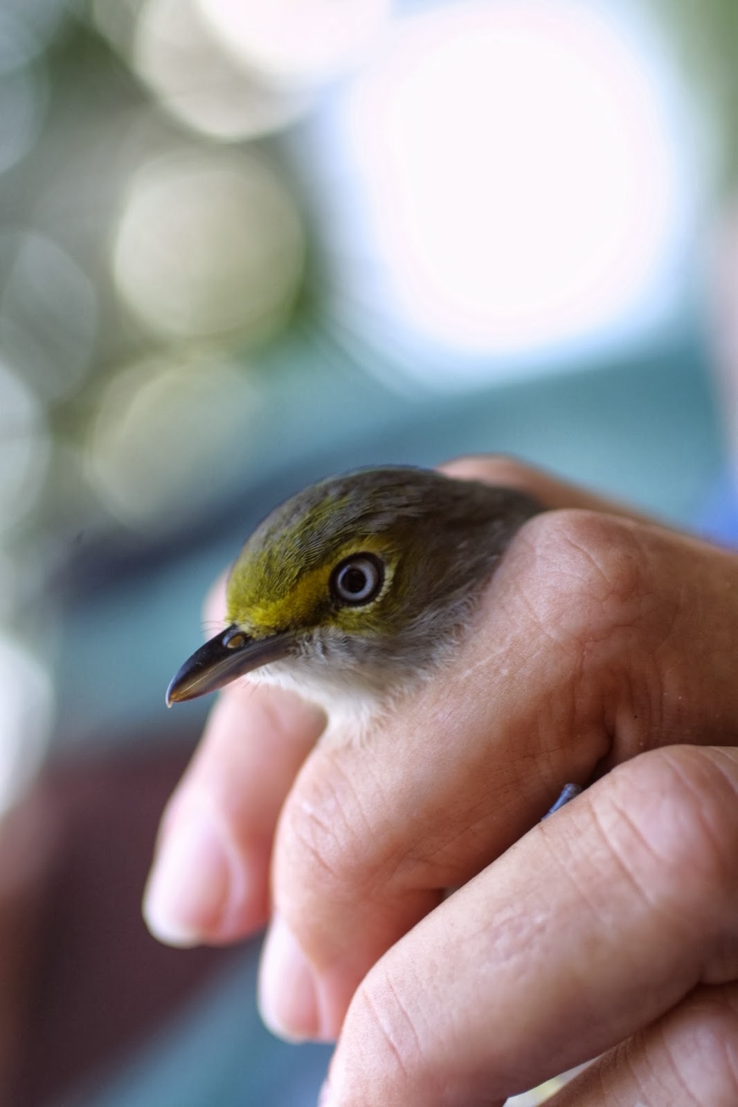Bird Banding: Learning From Birds In-hand: Color Banding Painted Buntings