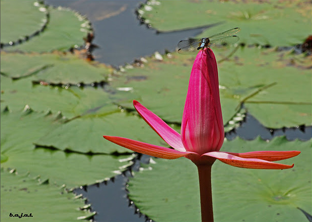 We love Our Bangladesh: White water Lily or Sada Shapla is the national ...