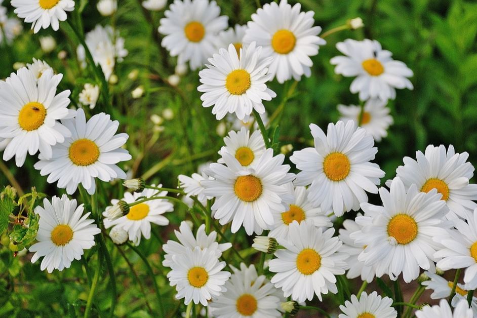 Conheça a Flor Margarida, ela é surpreendente