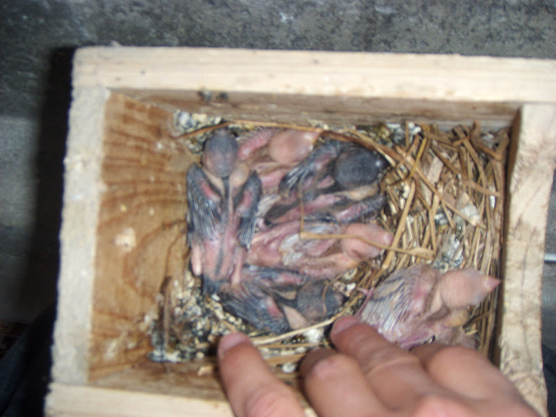 CRIAÇAO DE AVES: crias de pardais de java