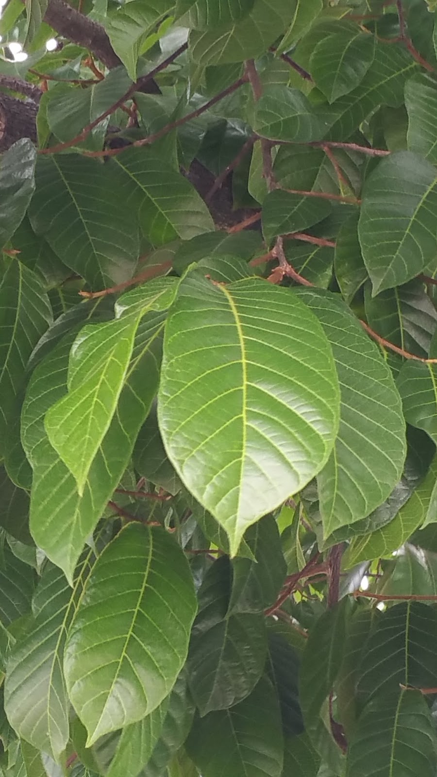 Xing Fu: ATREE NAMED IPOH