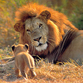 Isanimal: Curiosidades do leões!