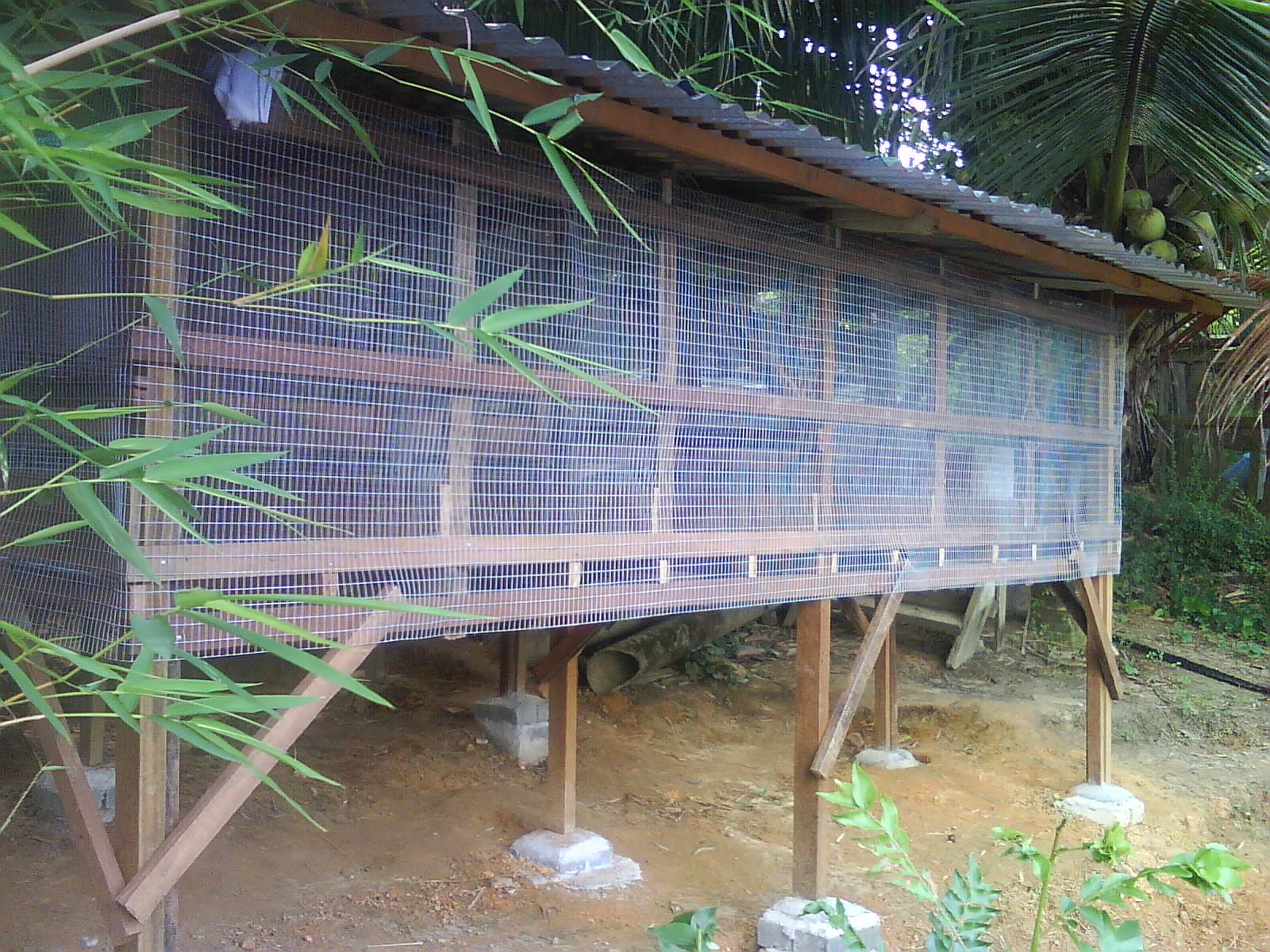 Bamboo Bunnies Rabbitry