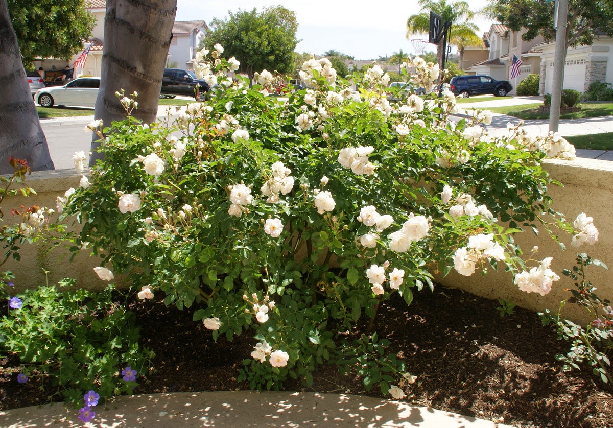 Organic Garden Dreams: Rose Spring Flush in the Front Yard