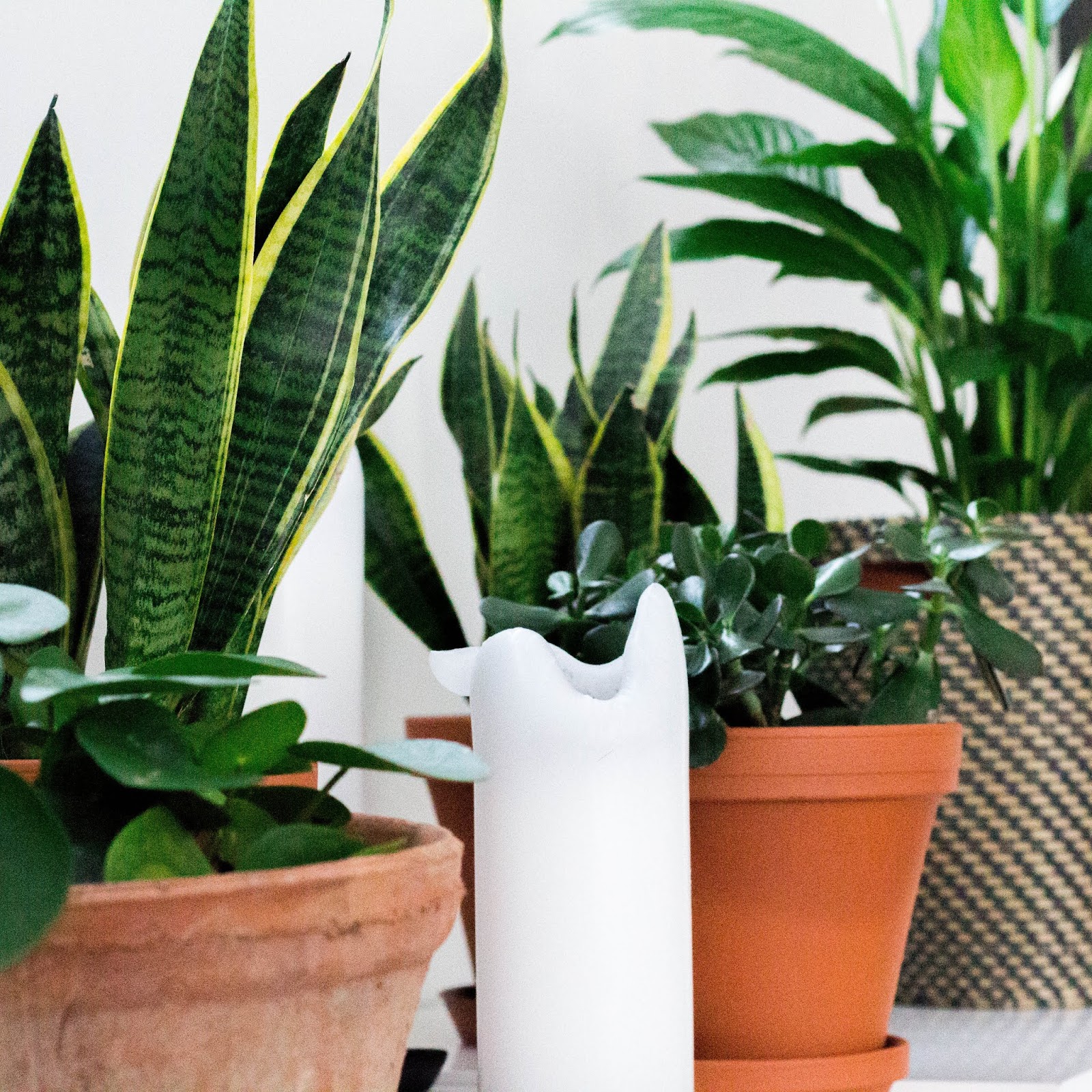 Sisäilmaa puhdistavat ja helppohoitoiset viherkasvit - Kutsu vapauteen