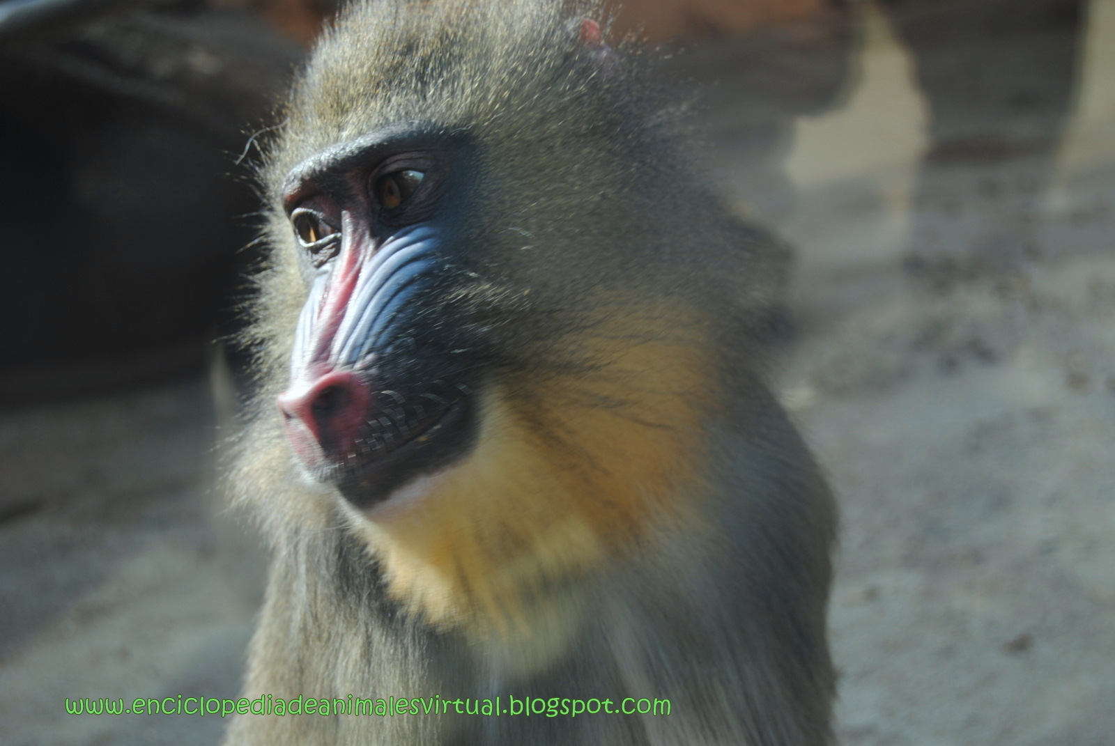 Fichas de Animales: Mandril