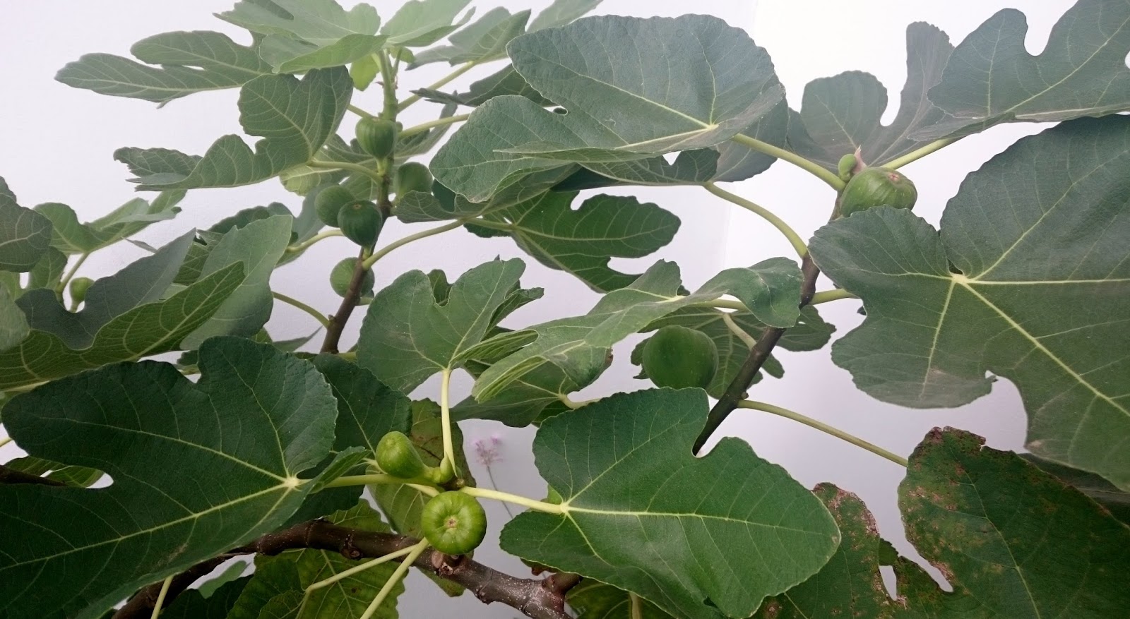 La Cocina de Luis: Miel de Chiverre