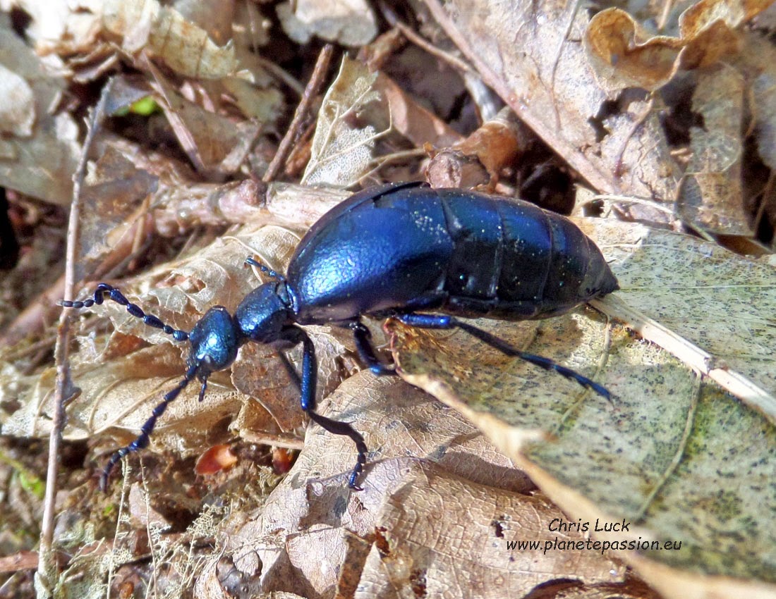 French wildlife and beekeeping: Violet Oil Beetle in France