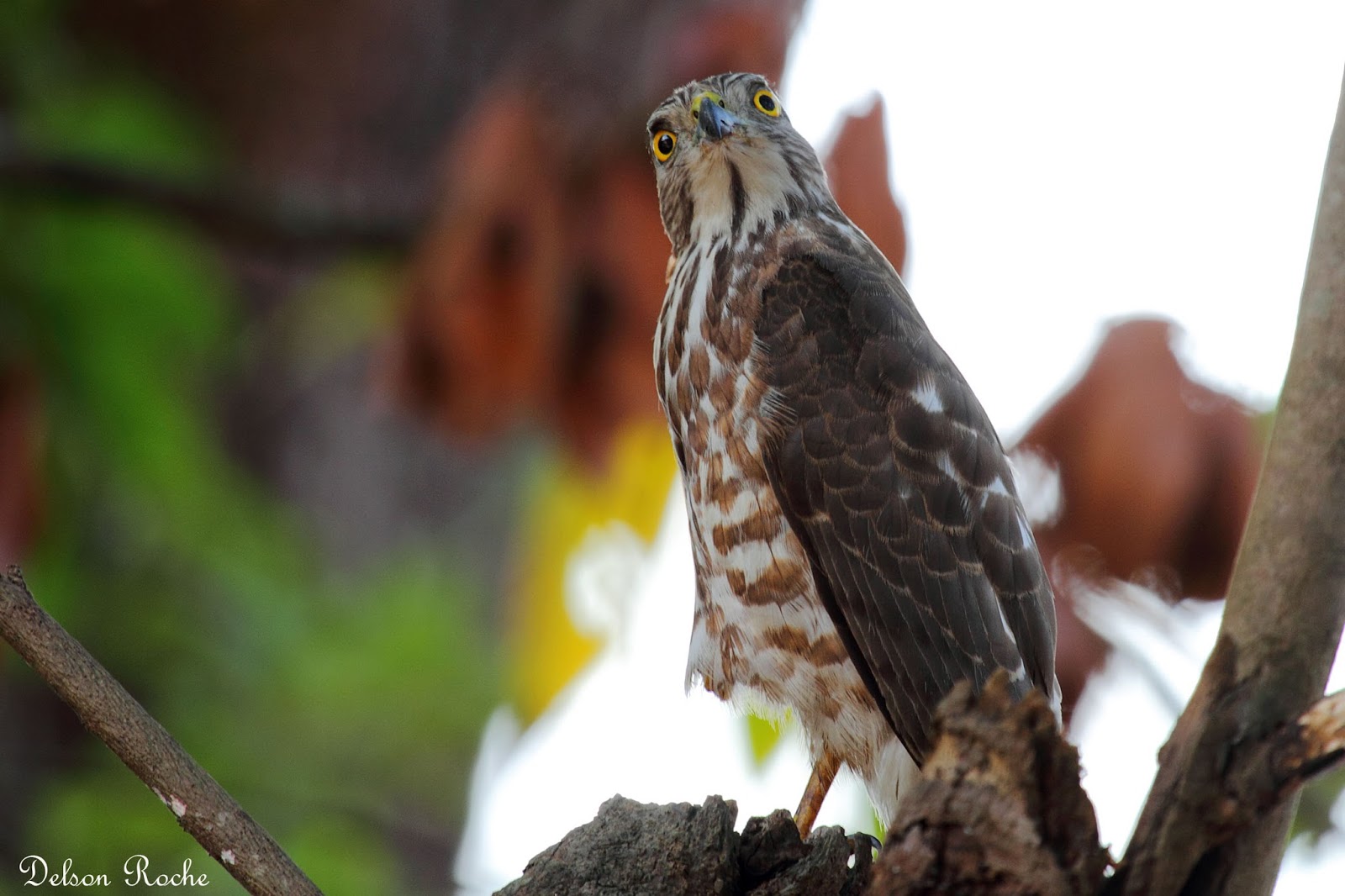 Friendly Animals: Besra Sparrowhawk
