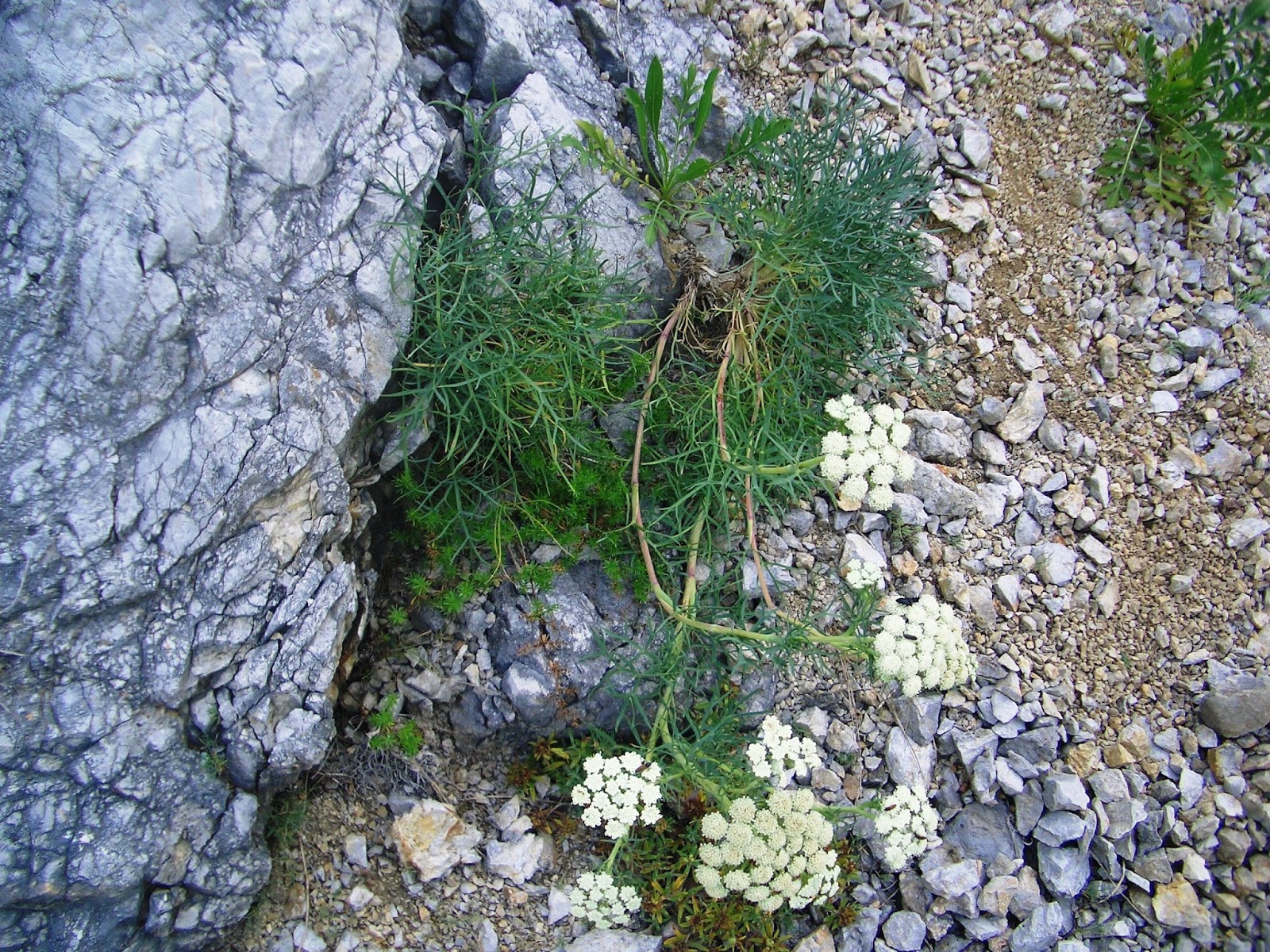 Las plantas y sus usos: emenagogo