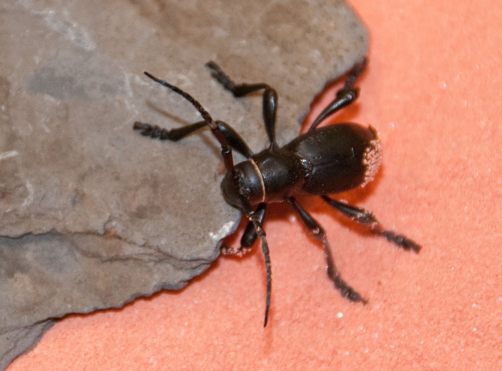 Pacific Science Center Life Sciences: Seattle Bug Safari