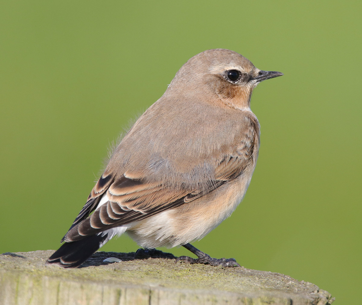 Another Bird Blog: Sunday’s Plan