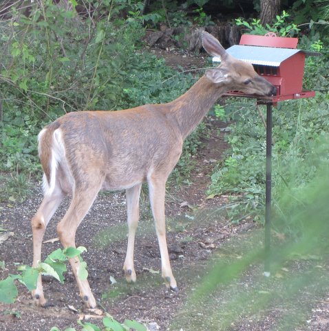 Blog of an Ancient Gardener: Deer Country: Deer of a Feather…