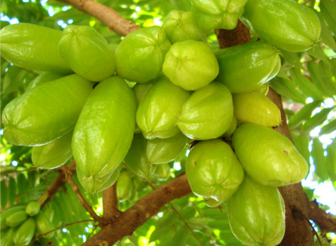 Gambar Buah Belimbing - Gambar Buah