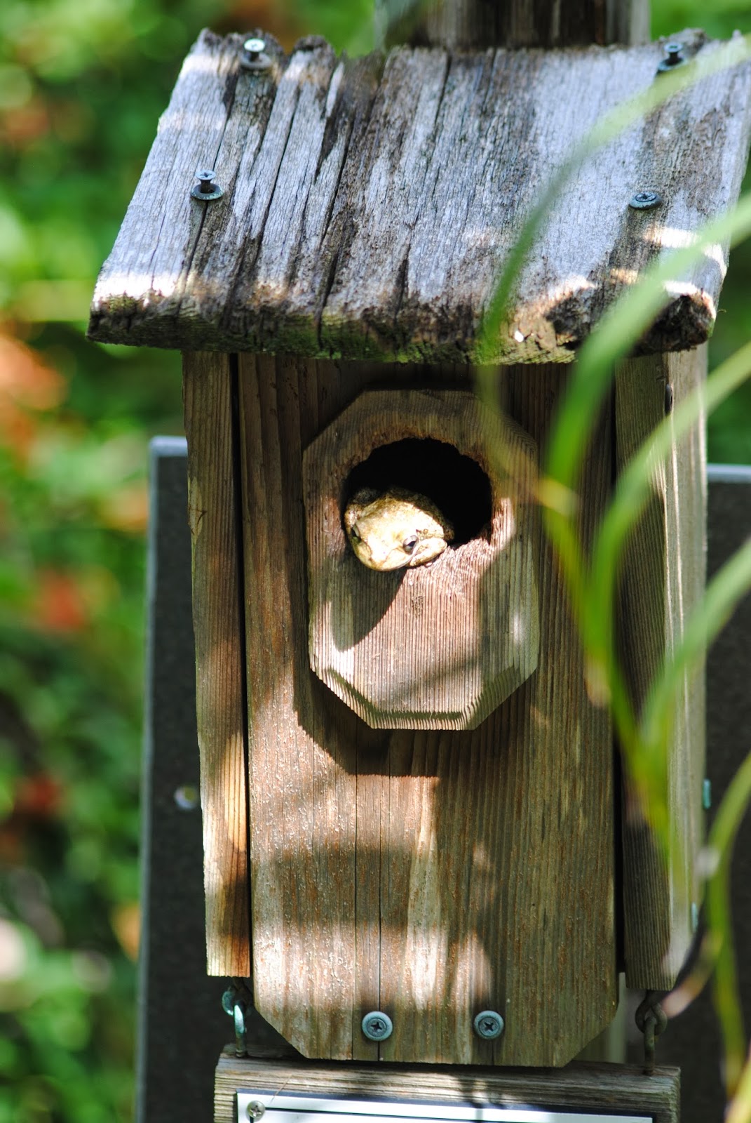 Field Notes and Photos: Cubans invade Florida, Tree Frogs, that is!