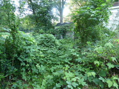5 Acres & A Dream: Time to do Something About the Kudzu