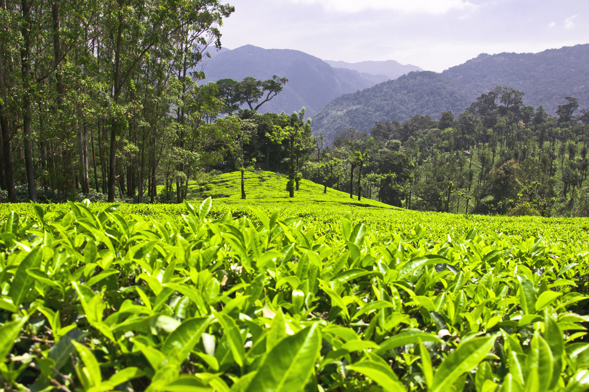 Tamilnadu Tourism: Oothu Tea Estate, Manjolai Hills