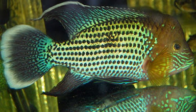 Mania de Aquário: Green terror (Falso green terror, golden saum, A ...