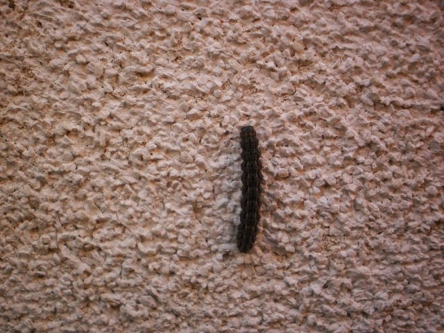 Come eliminare i vermi dell umidità