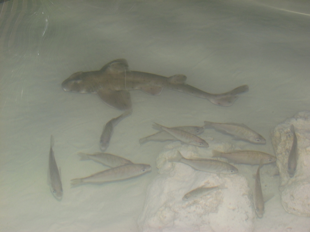 Behind the Glass: Touch Pool Transformation