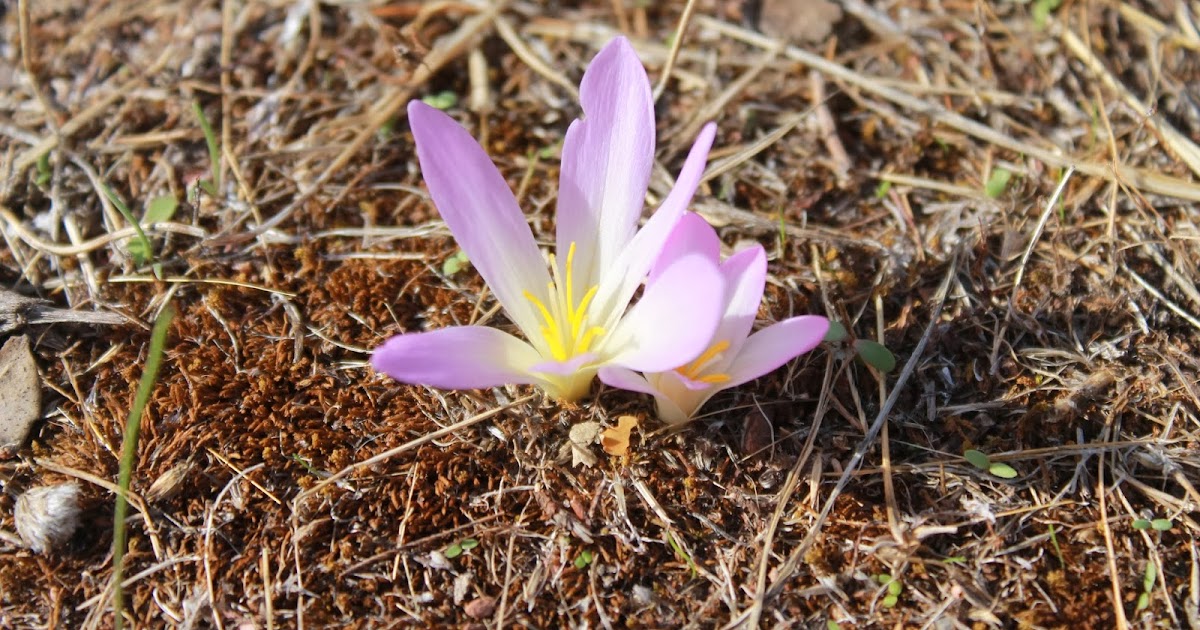 Cáceres al natural: CROCUS DE OTOÑO (QUITAMERIENDAS)