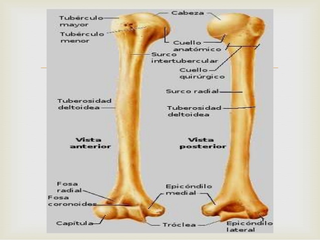 Anatomia P. F. : mayo 2017